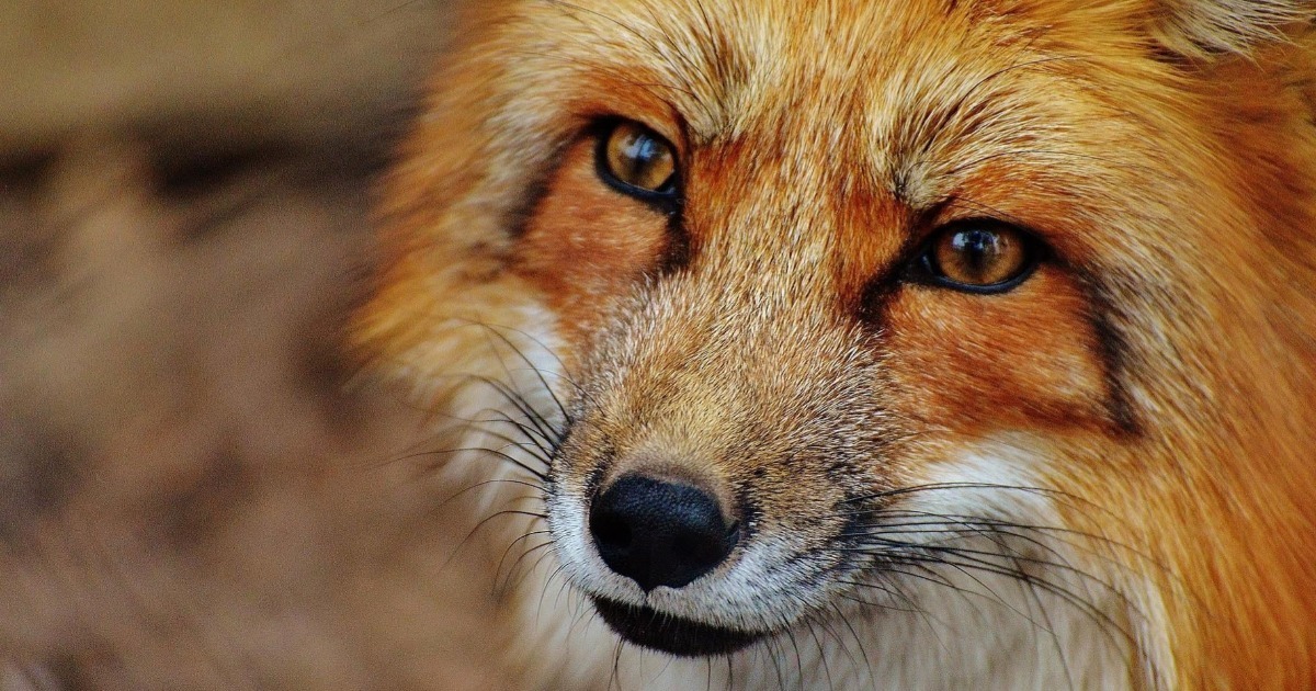 Définition de renard - Definitions360